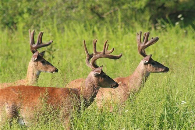 The ORIGINAL THREE DOLLAR STORE returns! Accept no substitutes ...